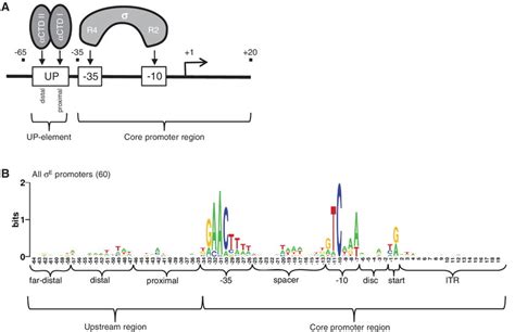 Promoter Definition Biology