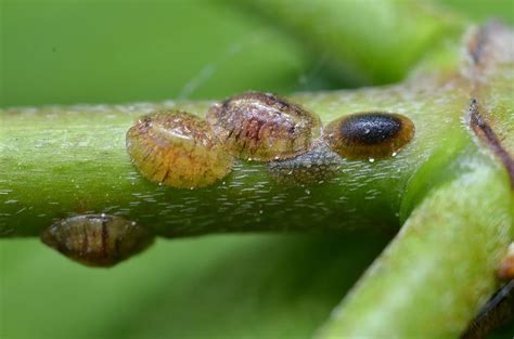 Scale On Trees And Shrubs Identification Treatment And Prevention