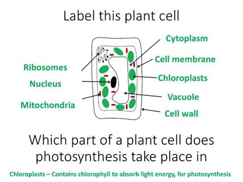 B4 Bioenergetics Revision Aqa Biology Teaching Resources
