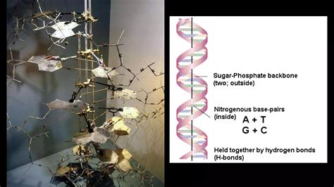 Model Of The Dna Pptx
