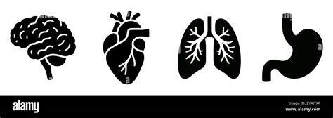 Human Anatomy Monochrome Icons Set Internal Organs Body Parts