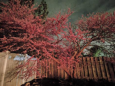 Motorola Thinkphone Review It S Worth Thinking About Android Authority