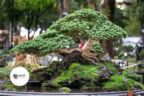 Exploring The Possibilities Can You Create A Bonsai From A Wild Tree Bonsai Starter