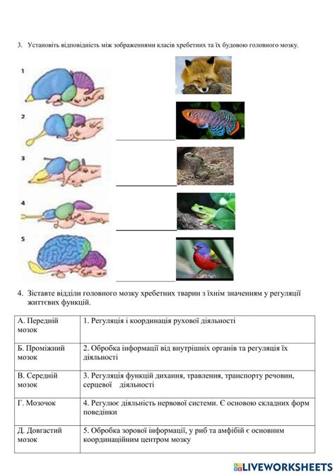 Будова мозку хребетних Worksheet Live Worksheets