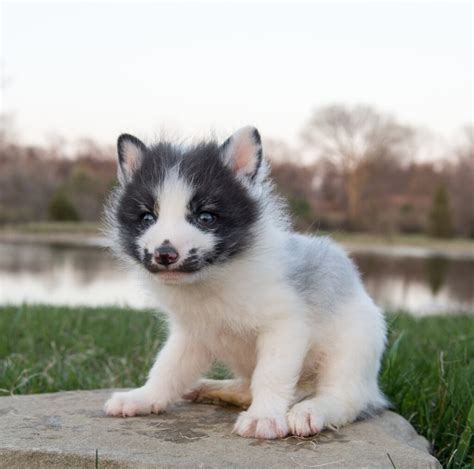 Canadian Marble Fox Anythingeverything