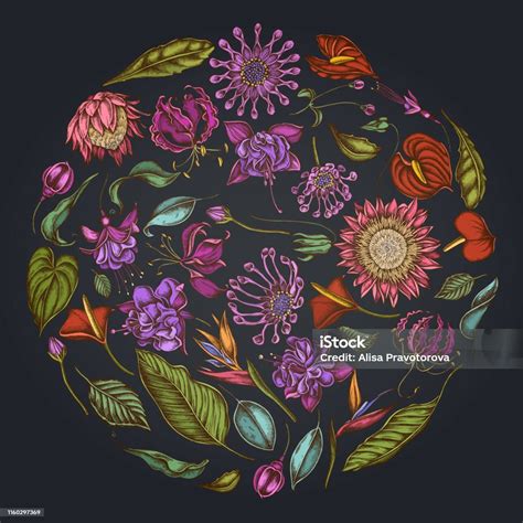 아프리카 데이지 자홍색 글로리오사 킹 프로테아 안투륨 스트렐리치아가 있는 어두운 배경의 둥근 꽃 디자인 정사각형 구성에 대한