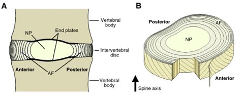 Schematic Representations Of The Adult Intervertebral Disc A