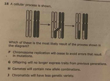 Solved 18 A Cellular Process Is Shown Which Of These Is The Most