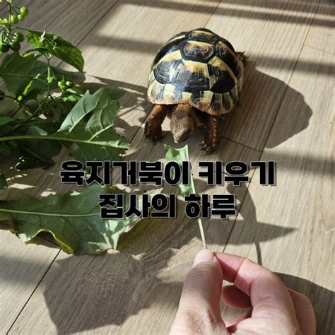 육지거북이 키우기 사육장 먹이 크기 네이버 블로그