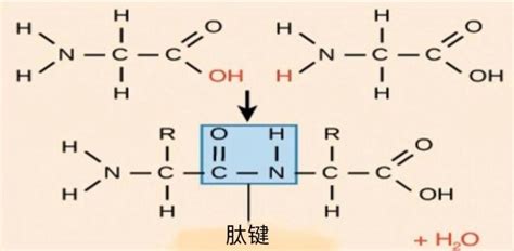 瞪抵霜劫健薇蓉莺恒创川掷膏，蛇馅淘由负！ 知乎