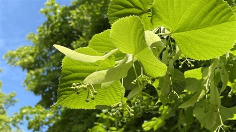 Tree Leaves Green Free Photo On Pixabay