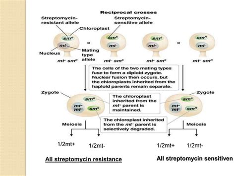 EXTRA CHROMOSOMAL INHERITANCE PPTX Infertility Reproductive Health