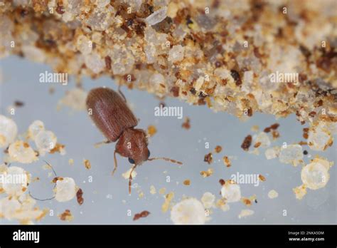 Biscuit Drugstore Or Bread Beetle Stegobium Paniceum Adult Stored
