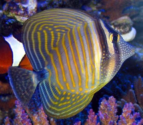 Red Sea Sailfin Tang Alchetron The Free Social Encyclopedia