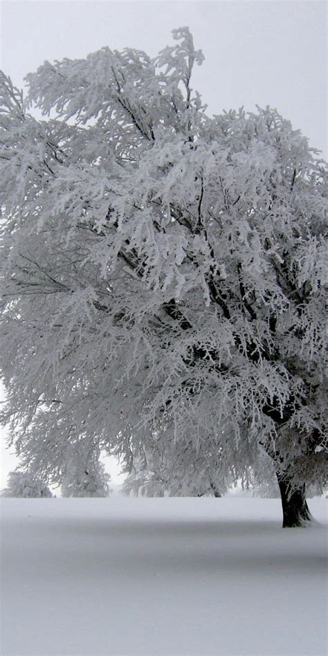 Обои на рабочий стол Природа Зима Снег Земля природа Дерево 1512420 для ПК