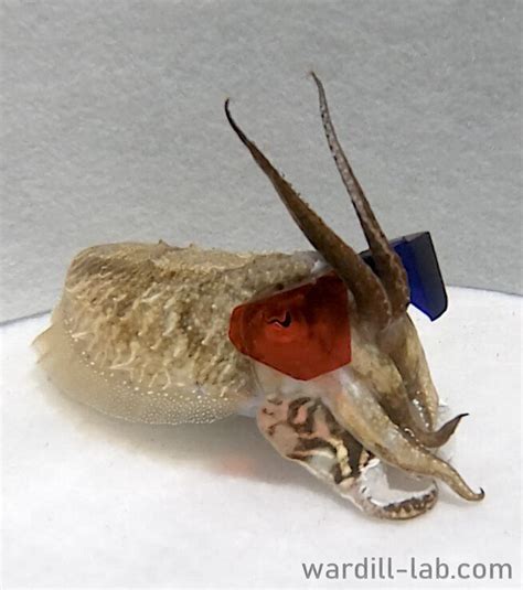 3 D Movies Reveal How Cuttlefish Determine Distance When Striking At