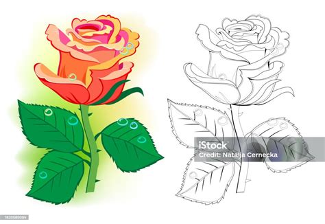 색칠을 위한 다채롭고 흑백 템플릿입니다 아름 다운 빨간 장미의 그림입니다 꽃으로 인사말 카드를 그립니다 어린이와 성인을 위한 색칠하기 책용 워크시트 플랫 벡터 0명에 대한