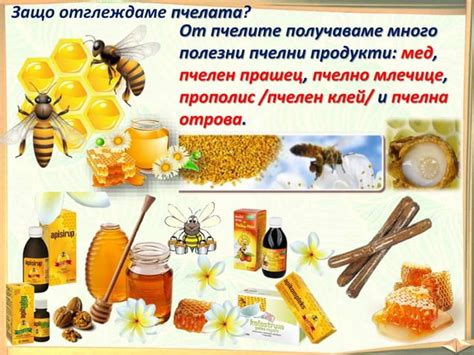 13 Диви и домашни животни РК Просвета В П Pptx