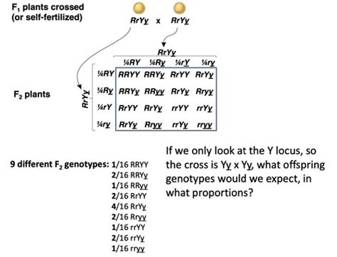 Chapter Two Factor Multi Factor Crosses Flashcards Quizlet