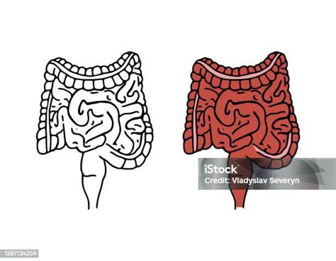 내장 낙서 벡터 그림 흰색 배경에 고립 된 소화 시스템 만화 아이콘 손으로 그린 스타일의 인간 내부 오르간 건강 진단에 대한 스톡 벡터 아트 및 기타 이미지 Istock