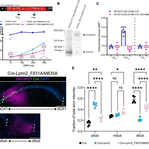 Lphn2t829g Impairs Autoproteolytic Cleavage Retains G Protein