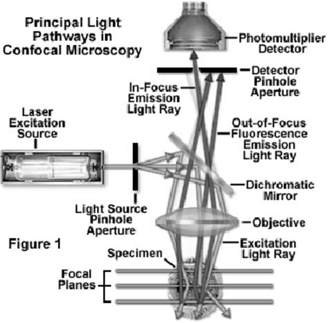Illustration Of A Confocal Microscope The Laser Is The Excitation