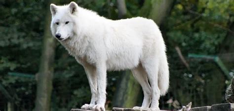 Arctic Wolf Spiritual Meaning Symbolism And Totem 2025