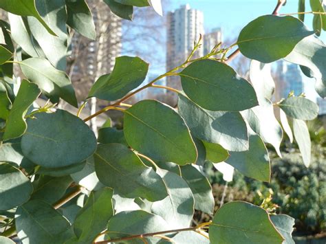 유칼립투스 구니 Eucalyptus Gunnii Picturethis