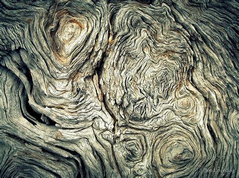 22 Gnarley Trees Ideas Tree Tree Roots Unique Trees