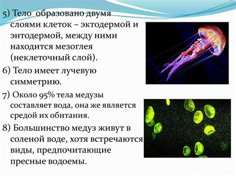 Медузы Характеристика медуз презентация онлайн