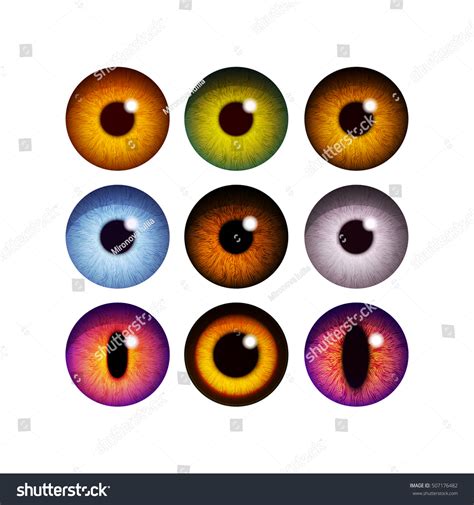 Human Pupil Eyeballdifferent Color Eye Lenses Stock Vector 507176482 Shutterstock