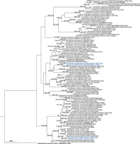 ﻿two New Species Of Ganoderma Ganodermataceae Basidiomycota From Southwest China Pmc