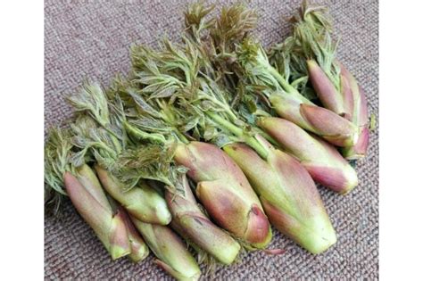 刺龙牙 五加科楤木属植物 搜狗百科
