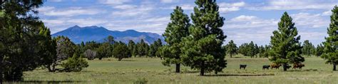 Coconino National Forest Rangeland And Grazing Forest Service