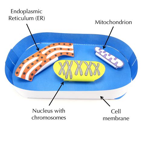 Simple Cell Membrane