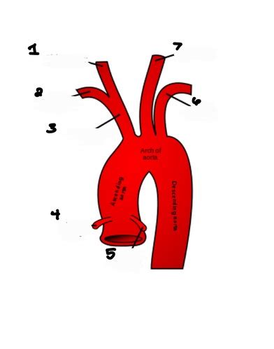 Aortic Arch Flashcards Quizlet Aortic Arch Flashcards Quizlet