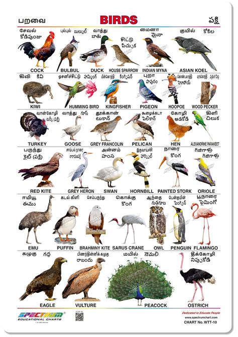 Birds Images And Names In Tamil