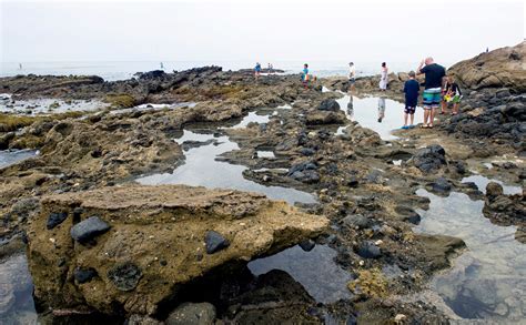 Four Great Tidepools To Explore Orange County Register