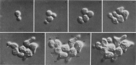 Direct Visualization Of A Pedigree Of Mating Type Switching The Download Scientific Diagram