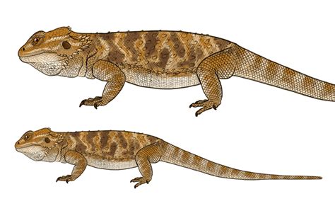 Reptiles Lizards Drawing Cute Lizard Drawing Made Easy A Cute And