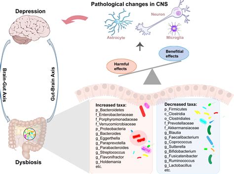 Gut Microbiota