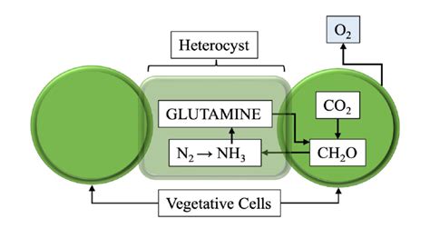 Diagram Illustrating Nitrogen Fixation By Heterocysts Photosynthesis Download Scientific