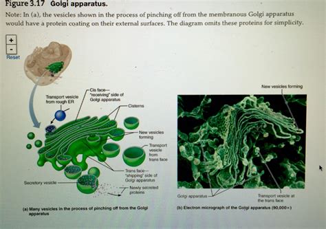 Golgi Apparatus Cell Wall Simplicity