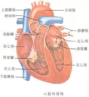 左肩酸痛 左胳膊疼早期癌症 左肩什么样的疼是癌症