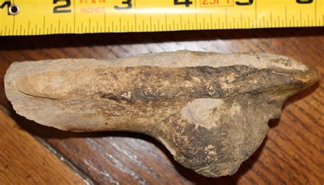 Rock Or Fossilized Bone Fossil Id The Fossil Forum