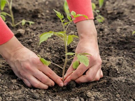 Growing Tomatoes On A String Trellis How To Set It Up
