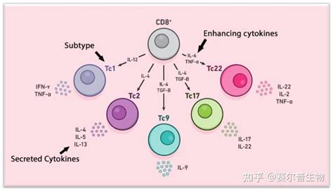 T细胞分类及标记物汇总，深度详解版！ 知乎
