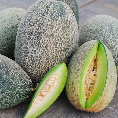 Bateekh Samara Melon Seeds Heirloom Iraqi Garden Seeds Etsy