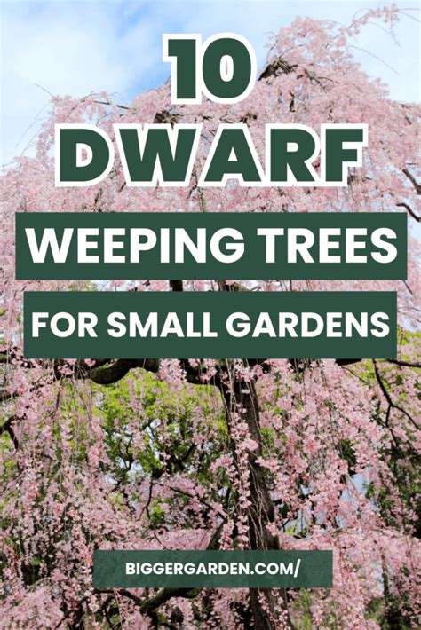 10 Dwarf Weeping Trees That Are Perfect For Small Gardens