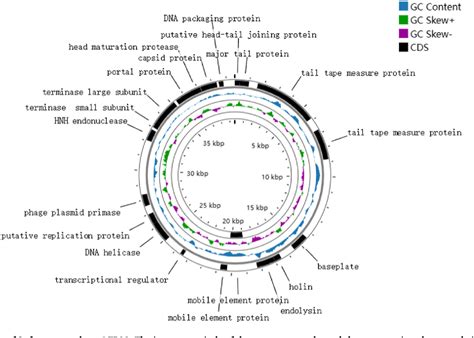Figure 4 From Phenotypic Characterization And Genomic Analysis Of Limosilactobacillus Fermentum